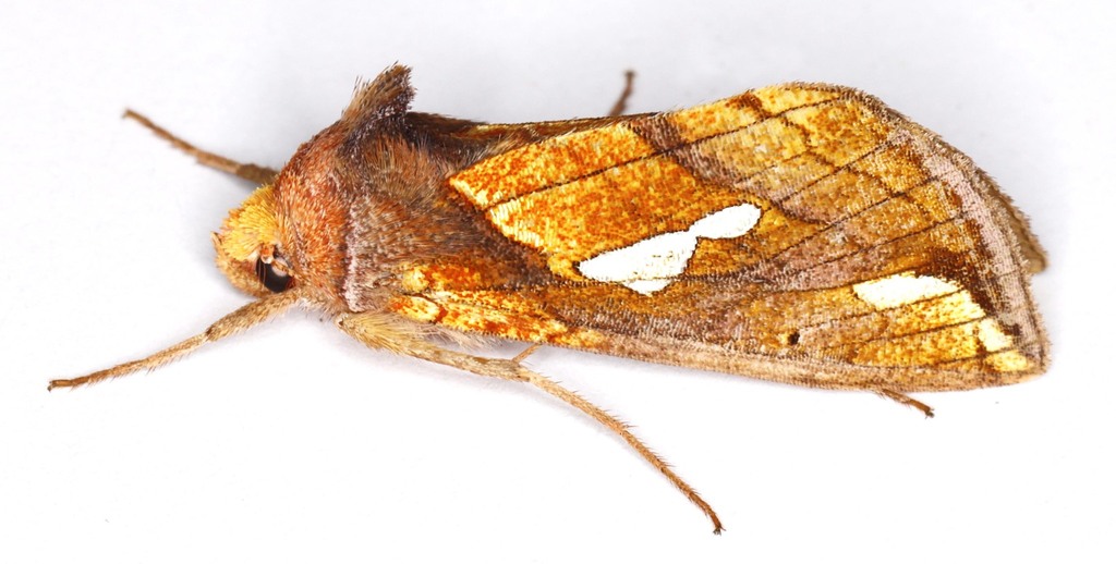 Connected Looper Moth from Newfoundland and Labrador, Canada on August ...