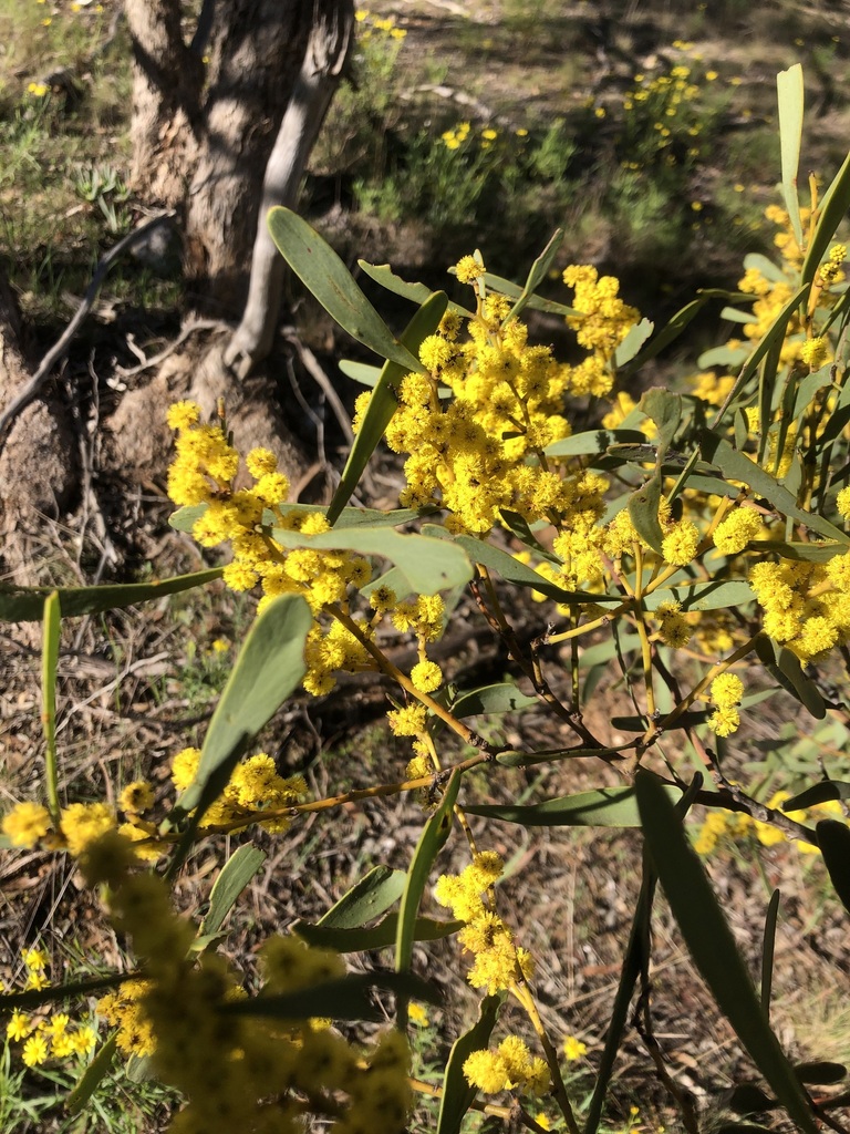 Hakea-leaved Wattle from Wynarka SA 5306, Australia on August 16, 2023 ...