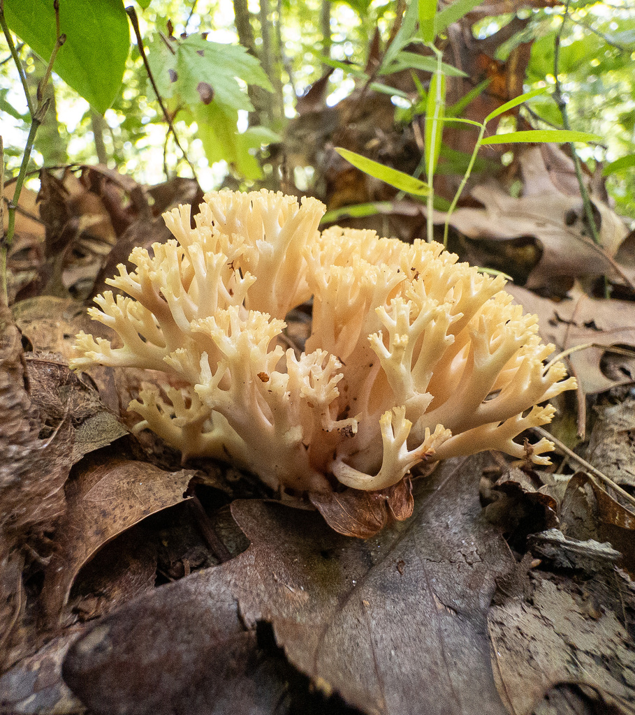 Ramaria xanthosperma from Pisgah National Forest, Candler, NC, US on ...