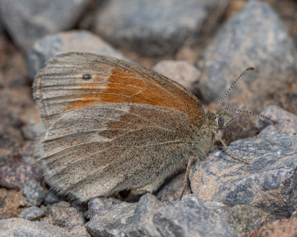 Common Ringlet from Regional Municipality of Peel, ON, Canada on August ...