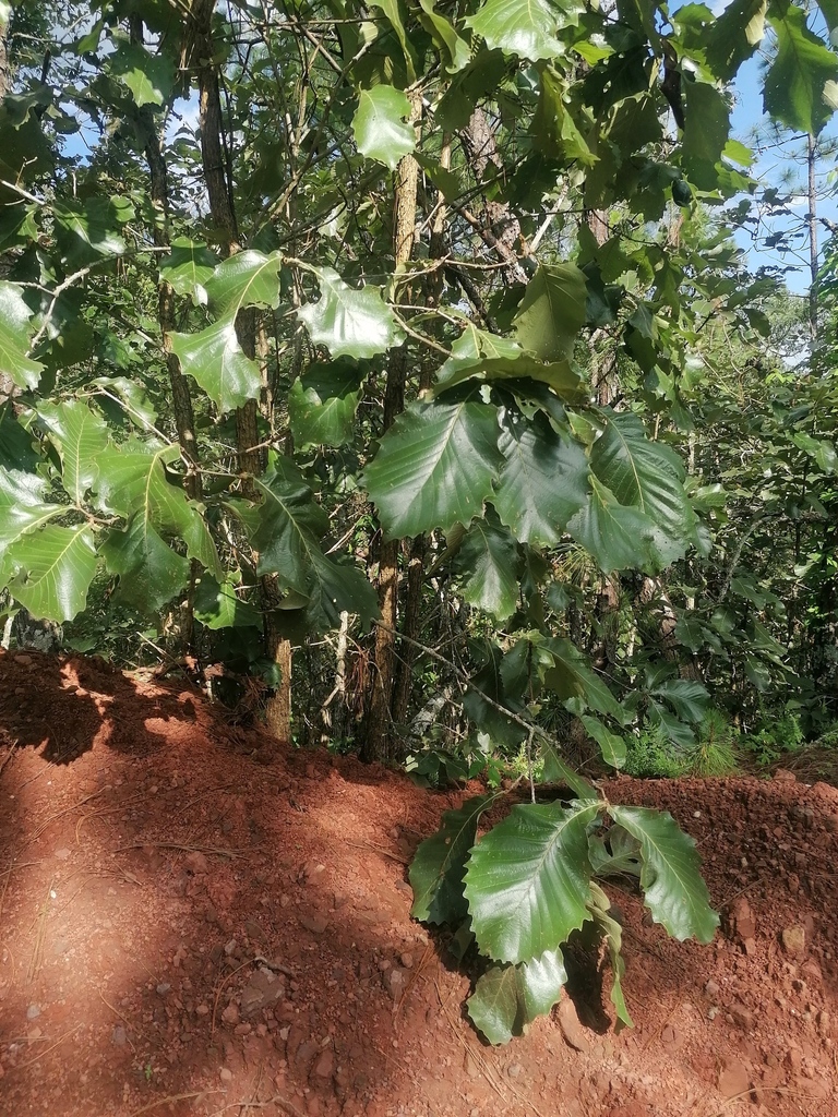 Quercus resinosa from Tonaya, Jal., México on August 15, 2023 at 04:44 ...