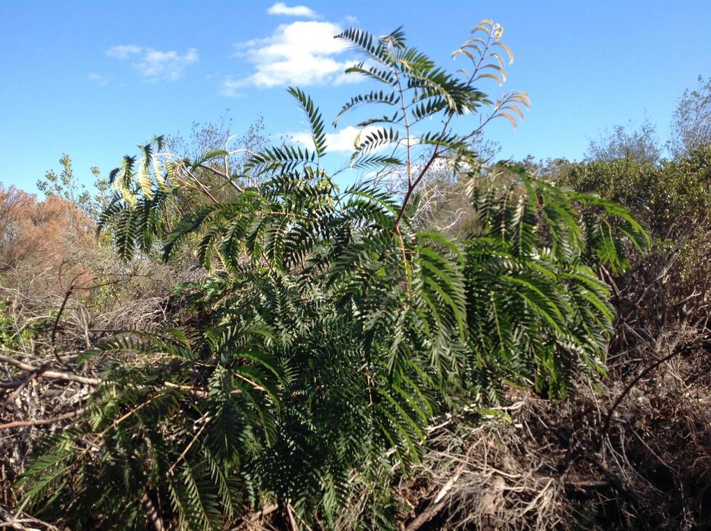 White leadtree from Farm Matjes River No. 295 Portion 5: Keurbooms ...