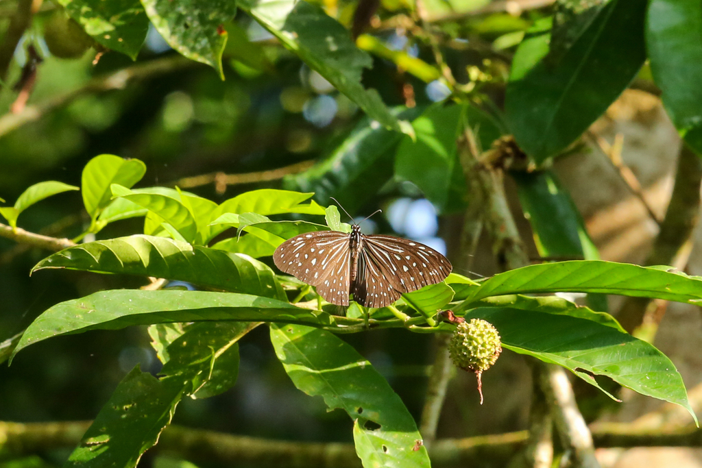 Parantica from Gunung Mulu NP, Sarawak, Malaysia on July 27, 2023 at 11 ...