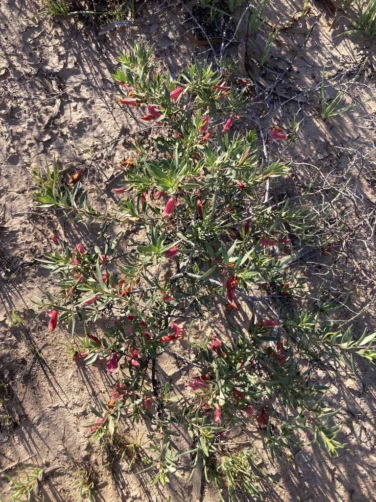 spotted emu bush from Innamincka Regional Reserve, Innamincka, SA, AU ...