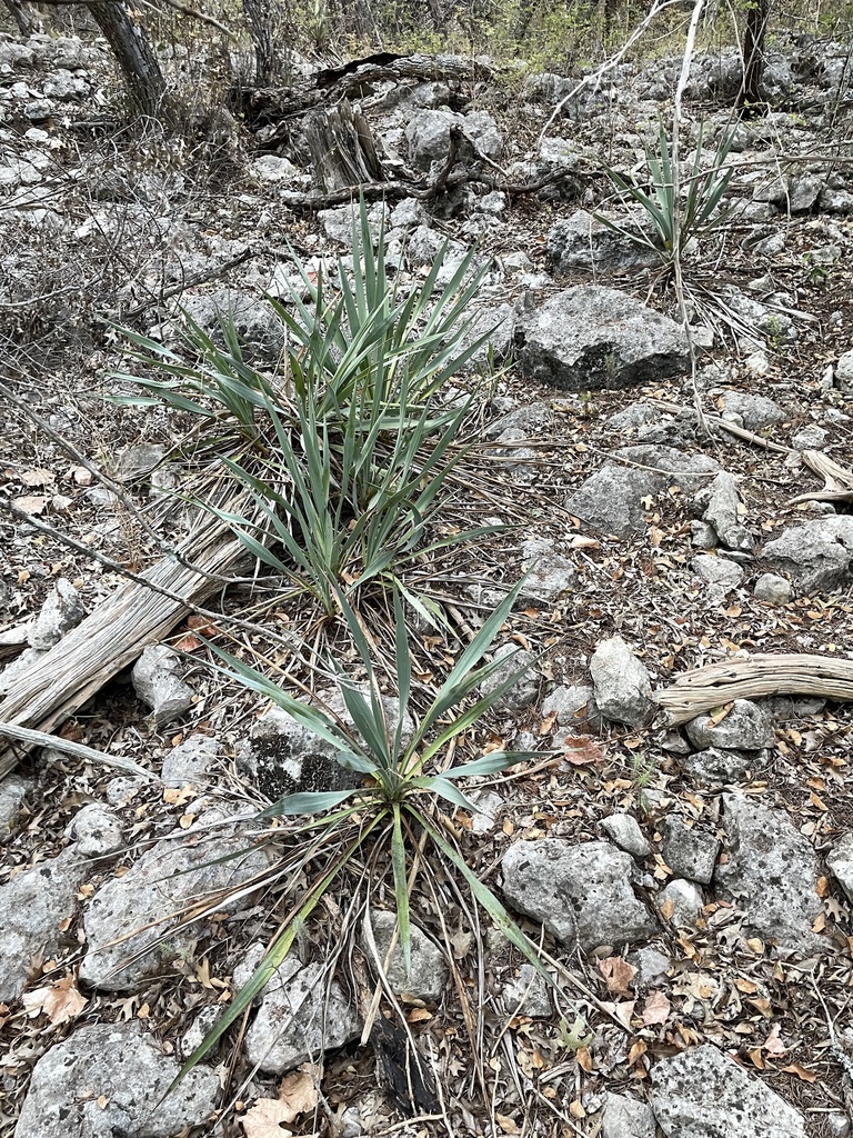Twisted-leaf Yucca from Killeen, TX, US on August 16, 2023 at 07:46 AM ...