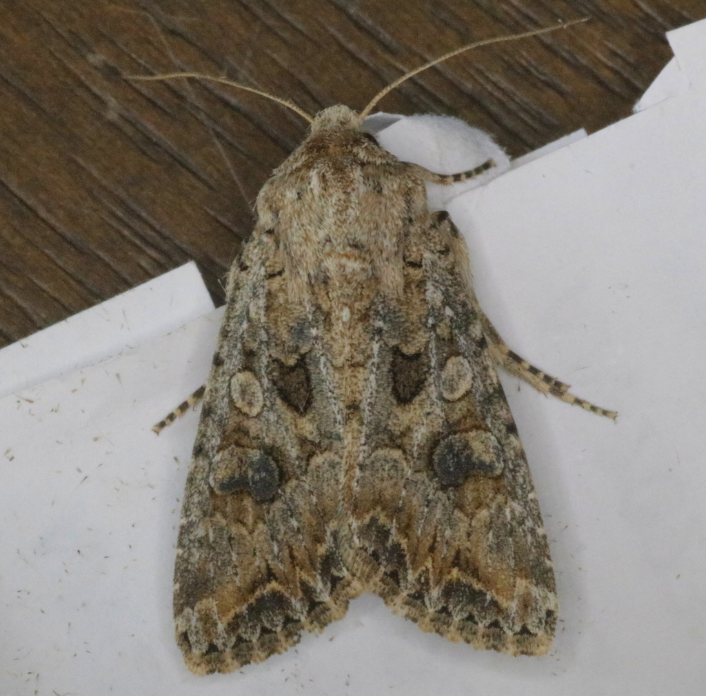 Nutmeg Moth from Pesée camions, Kuujjuaq, QC, Canada on June 26, 2023 ...