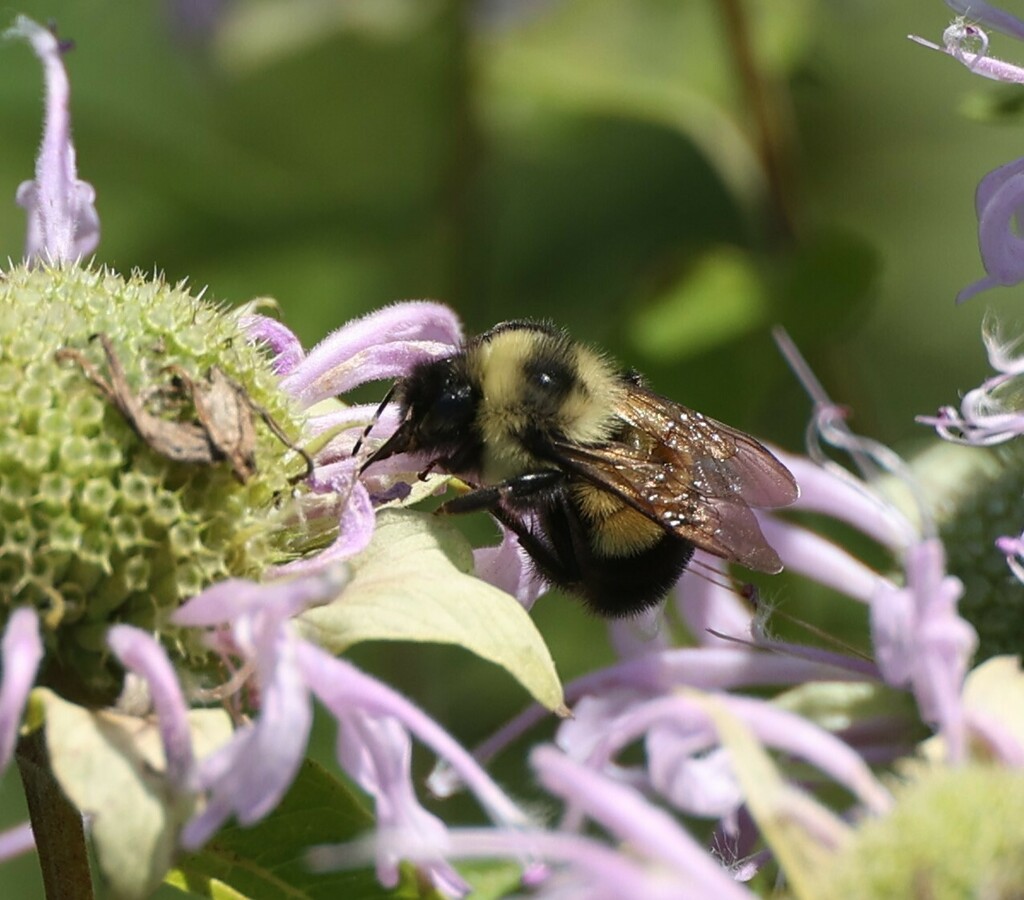 Rusty-patched Bumble Bee in August 2023 by Joel Neylon · iNaturalist