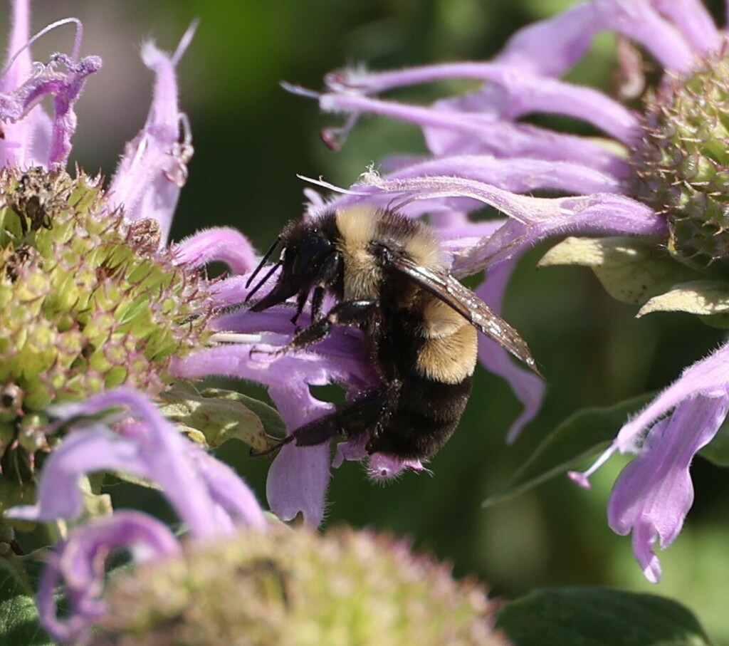 Rusty-patched Bumble Bee in August 2023 by Joel Neylon · iNaturalist