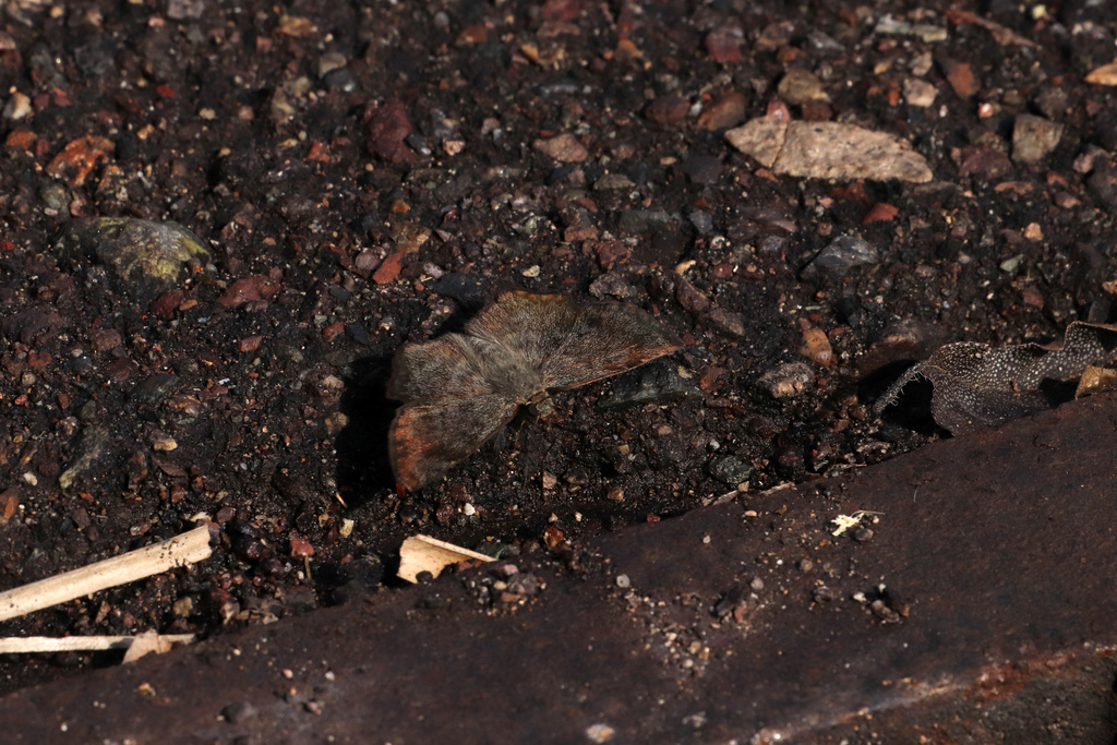 Common Spurwing from Escuinapa, Sin., México on August 15, 2023 at 08: ...