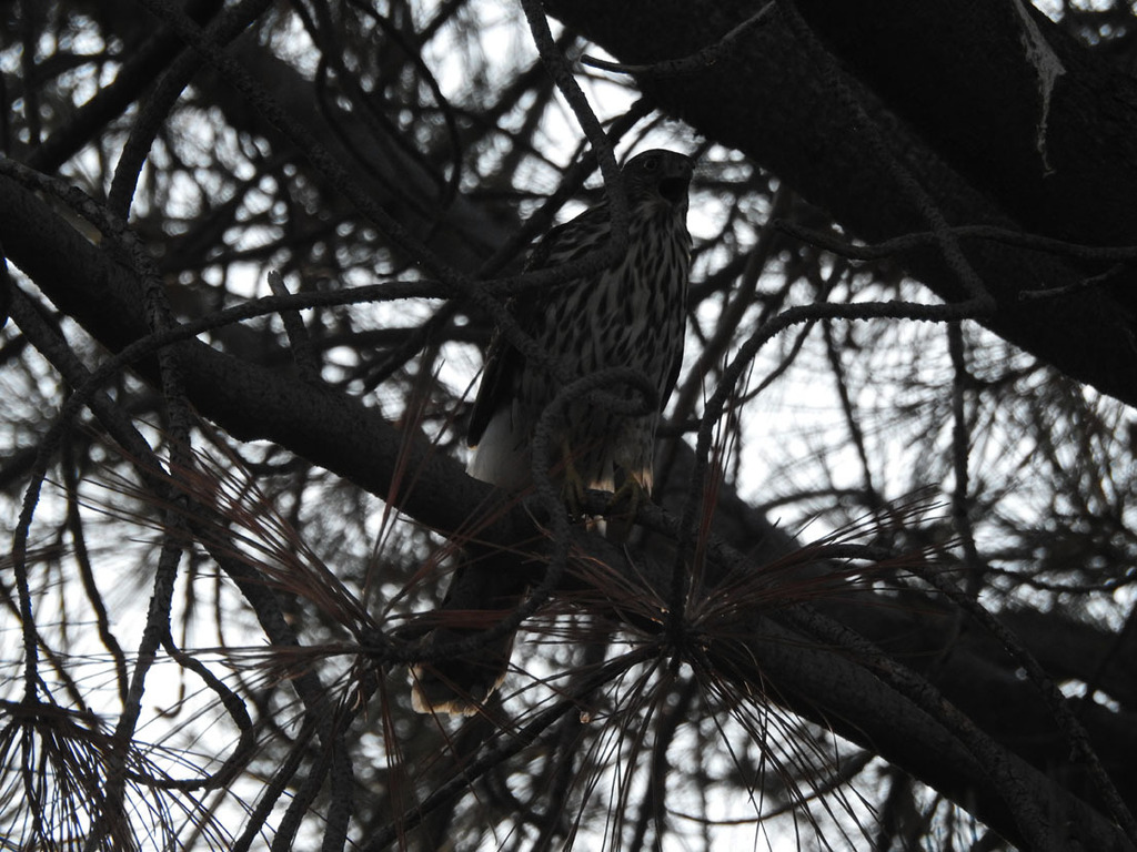 Cooper's Hawk in August 2023 by Kat Halsey. 2 COHA harassing a GHOW ...