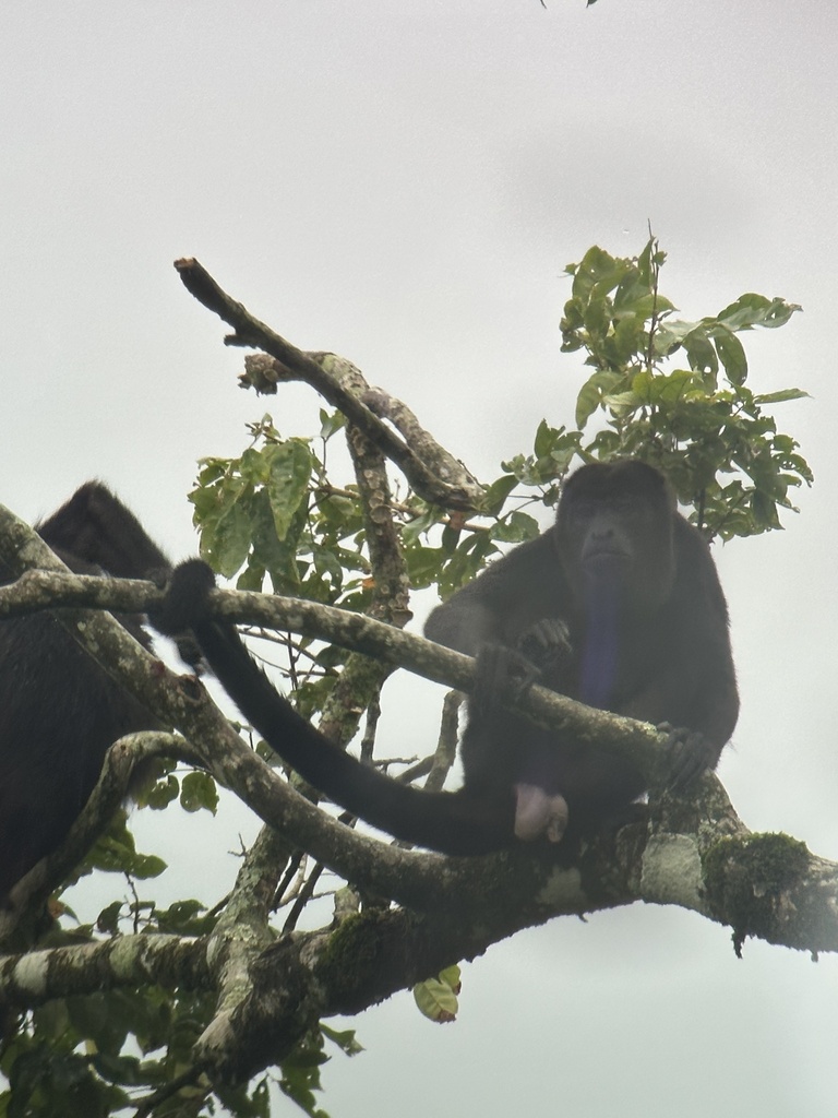 Mantled Howler Monkey from Carretera Panamericana, Darien, PA on August ...