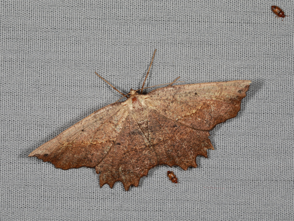 Euchlaena Moths from Chanterie, 478 Rue Beach, Métis-sur-Mer on July 13 ...