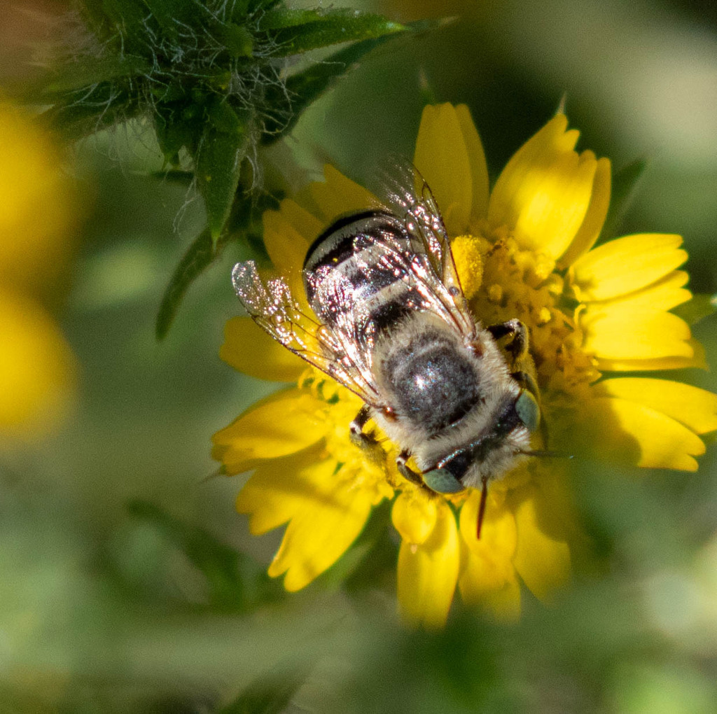 Common Digger Bees from Oakley, CA 94561, USA on August 15, 2023 at 09: ...