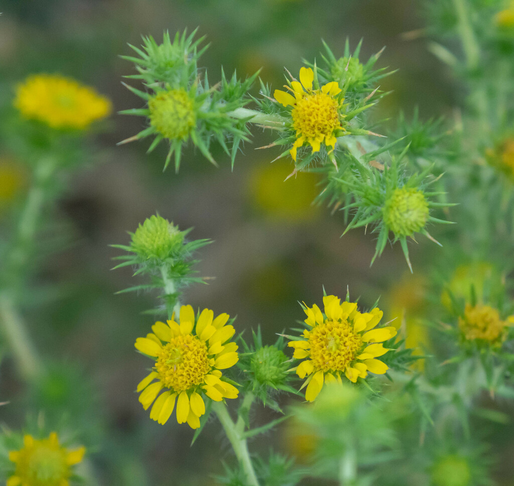 Common Spikeweed from Oakley, CA 94561, USA on August 15, 2023 at 09:45 ...