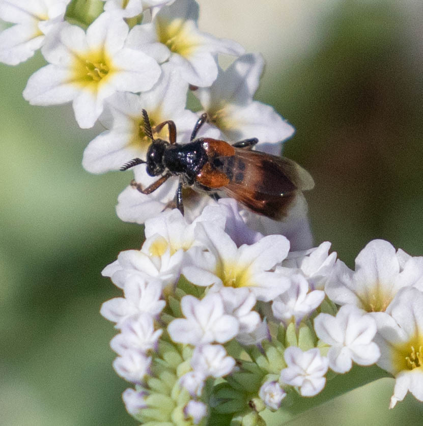 Ripiphorus popenoei from Oakley, CA 94561, USA on August 15, 2023 at 10 ...