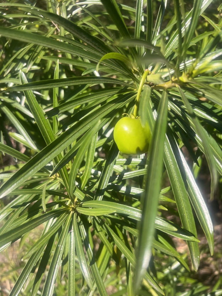 Be-still tree from Great Keppel Island Hideaway, Emu Park, QLD, AU on ...