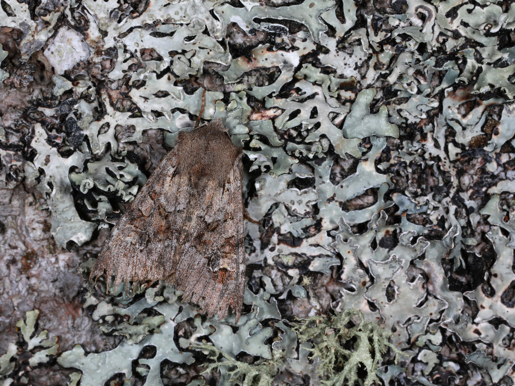 Bordered Apamea Moth from Chanterie, 478 Rue Beach, Métis-sur-Mer on ...