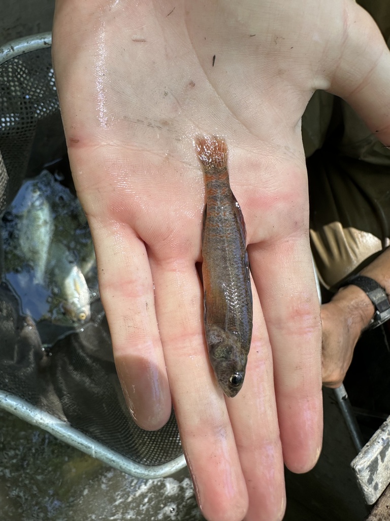 Mud darter from Senna Dr, Mahomet, IL, US on August 16, 2023 at 02:24 ...