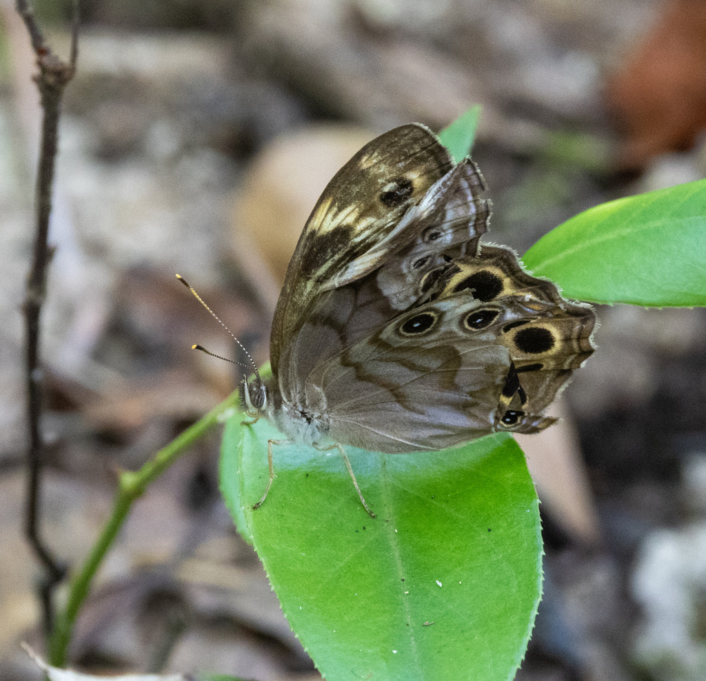Creole Pearly-eye from Bladen County, NC, USA on August 13, 2023 at 12: ...