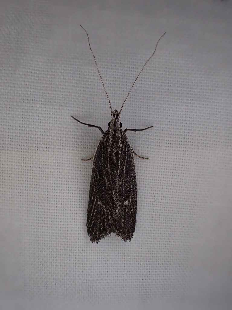 Long-horned Moths from 30km E by N of Swan Reach, S. AUST on August 16 ...