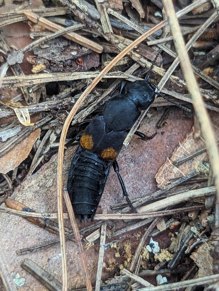 Red-spotted Rove Beetle from XRR8+7C, Albany, NH 03818, USA on August ...