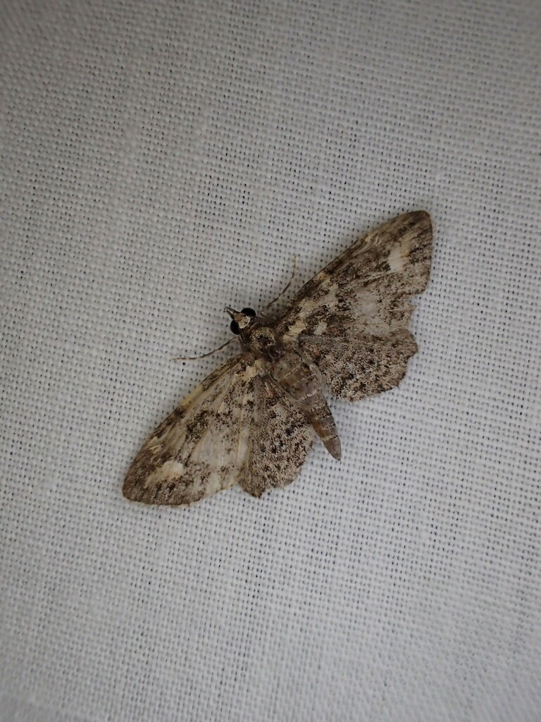 Geometer Moths from 30km E by N of Swan Reach, S. AUST on August 16 ...