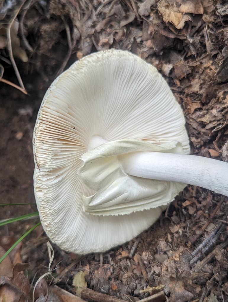 Eastern North American Destroying Angel from Colorado Springs, CO 80907 ...