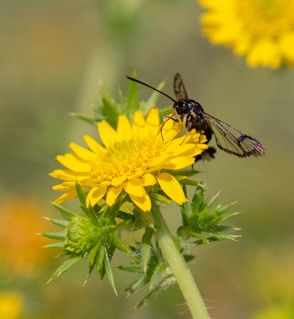 Western Willow Clearwing Moth from Oakley, CA 94561, USA on August 15 ...