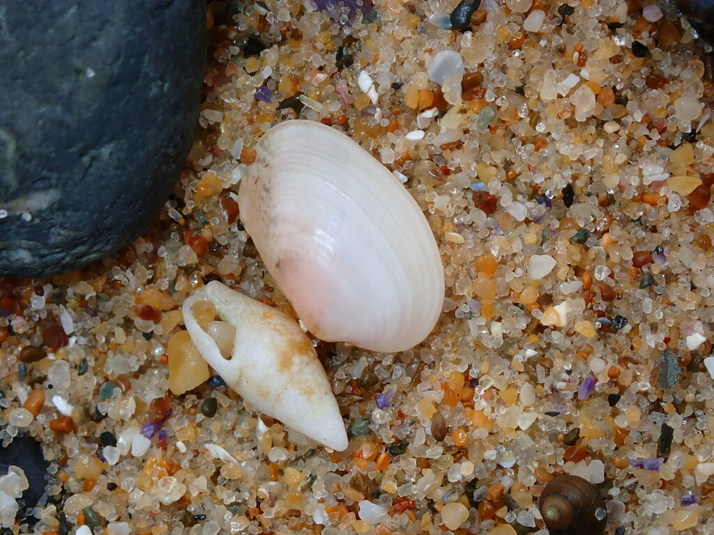 Little Bean Venus from Minnie Water NSW 2462, Australia on August 16 ...