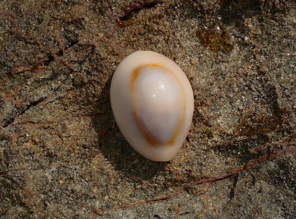 Gold Ring Cowry from Minnie Water NSW 2462, Australia on August 16 ...
