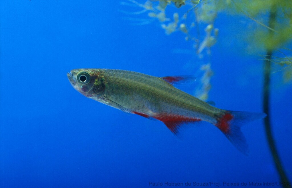 Characids (Characidae) - Marine Life Identification