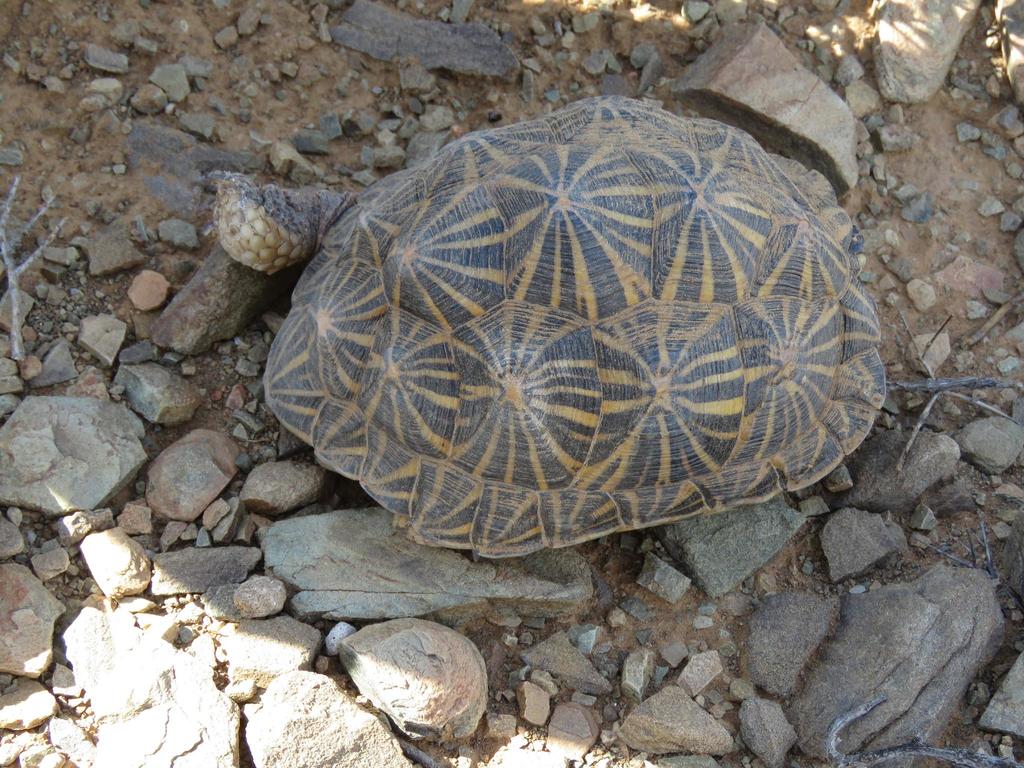 Southern tent tortoise from Tulpleegte 3235_2240: Tulpleegte 3235_2240 ...