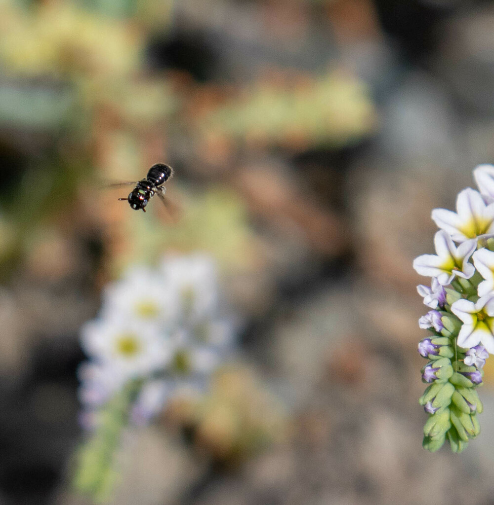 Small Carpenter Bees from Oakley, CA 94561, USA on August 15, 2023 at ...