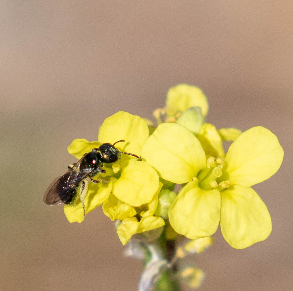 Small Carpenter Bees from Oakley, CA 94561, USA on August 15, 2023 at ...