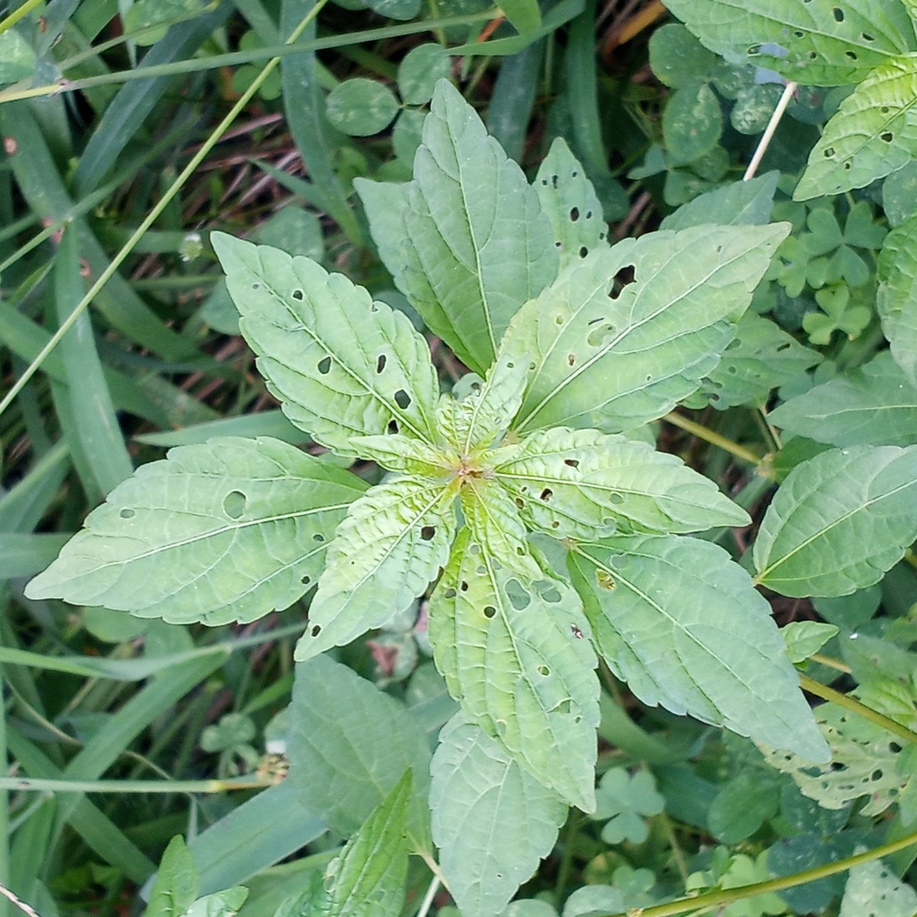 common copperleaf from Caroline County, MD, USA on August 16, 2023 at ...