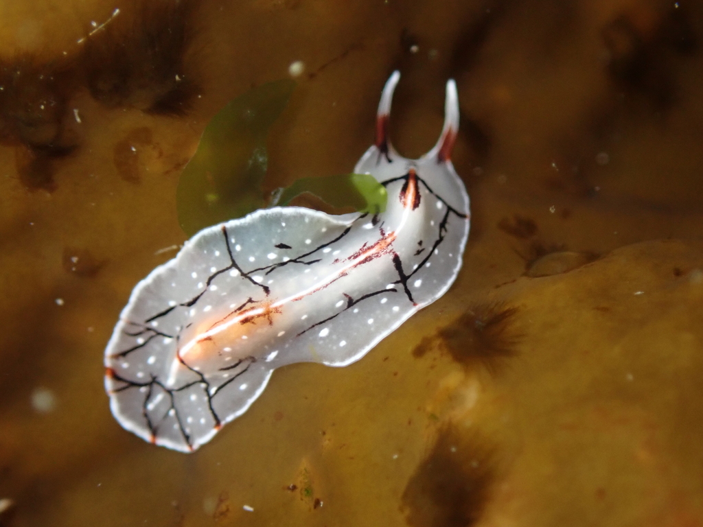 Striped Polyclad Worm (Polyclad flatworms of California) · iNaturalist