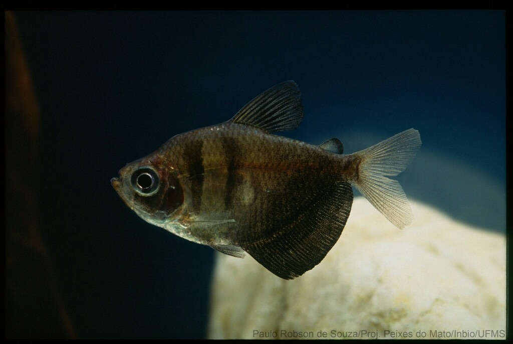 Black Widow Tetra (Gymnocorymbus ternetzi) - Marine Life Identification
