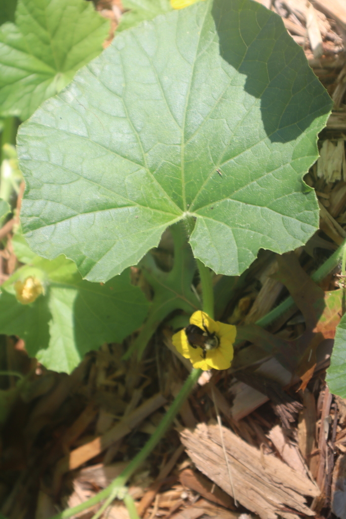 Common Eastern Bumble Bee from 4949 Crownover Dr, St. Louis, MO 63128 ...