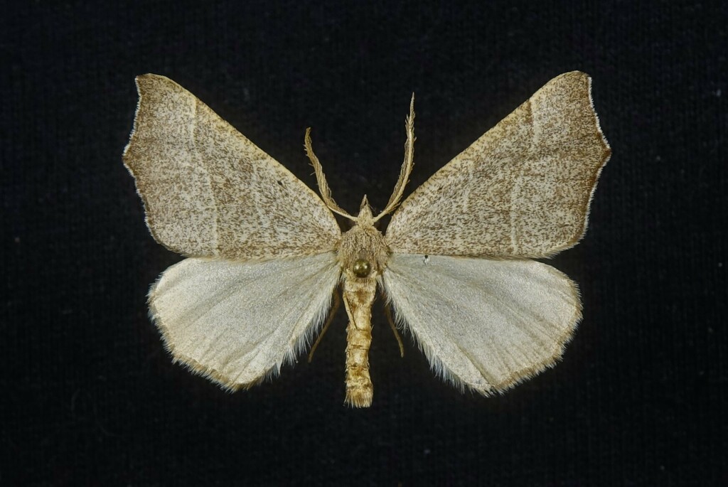 Pherne subpunctata from La Jolla, San Diego, CA, USA on February 21 ...