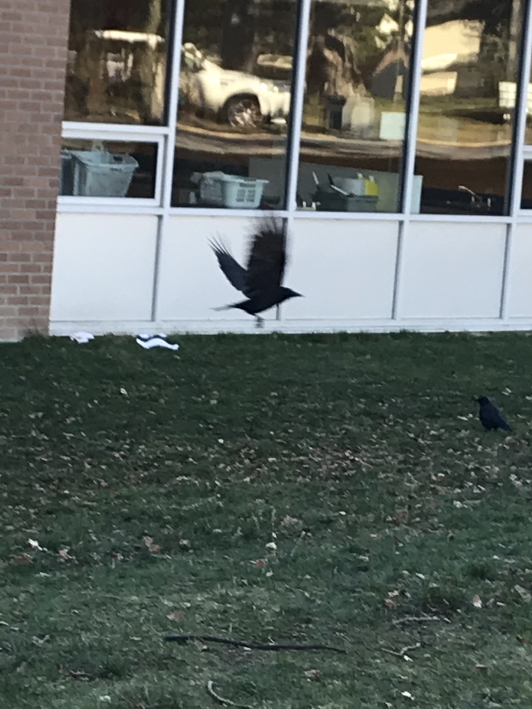 Northwestern Crow from Oak Bay High School, Victoria, BC, CA on ...