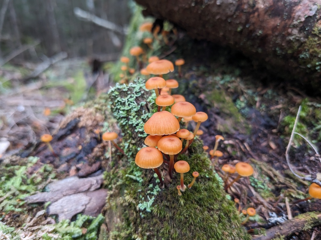 Xeromphalina from Fredericton, NB, Canada on August 15, 2023 at 01:11 ...