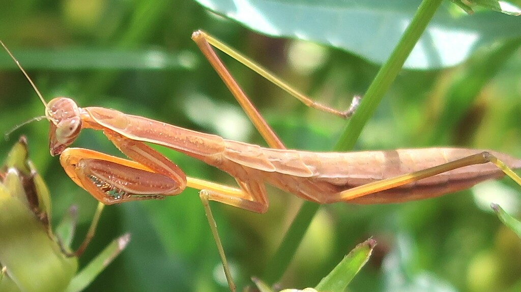 Chinese Mantis from St. Catharines, ON, Canada on August 14, 2023 at 08 ...