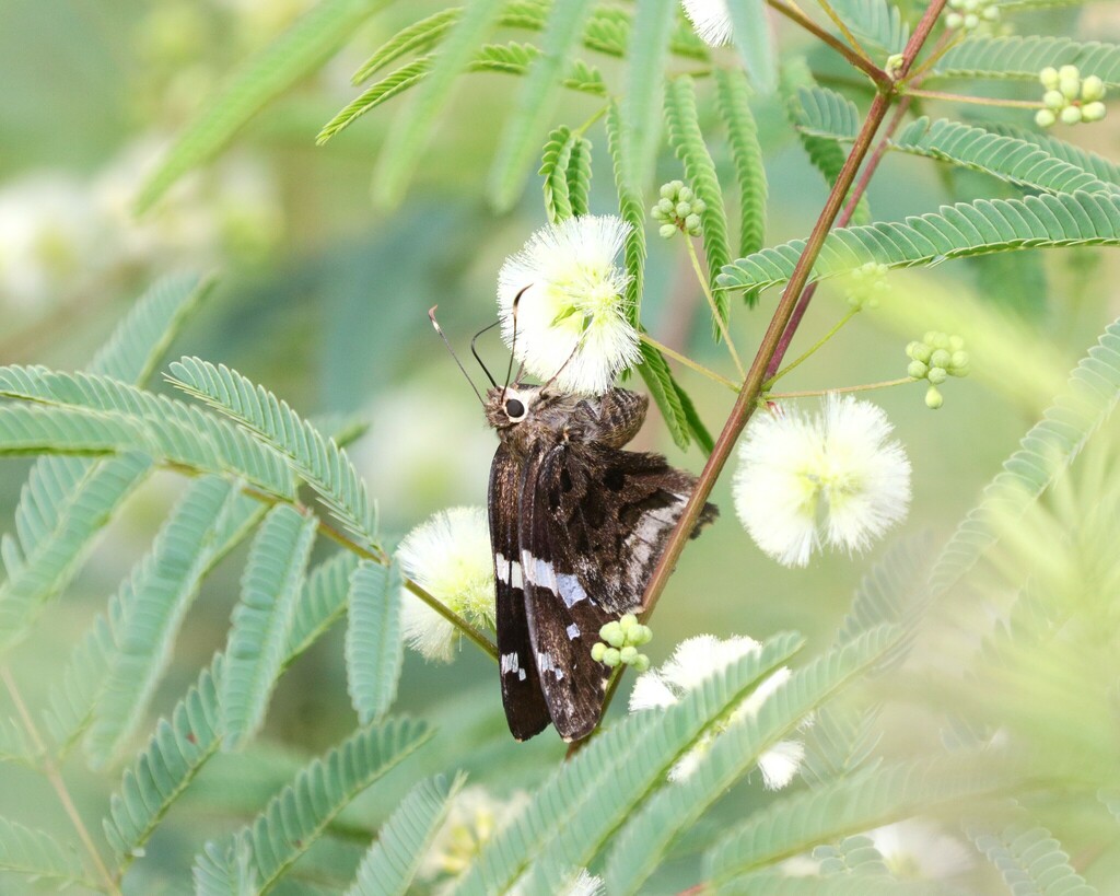 Arizona Skipper from Pima County, AZ, USA on August 11, 2023 at 01:55 ...