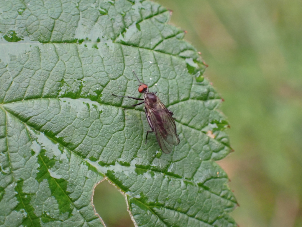 Hybos in July 2023 by distinguished_orca · iNaturalist