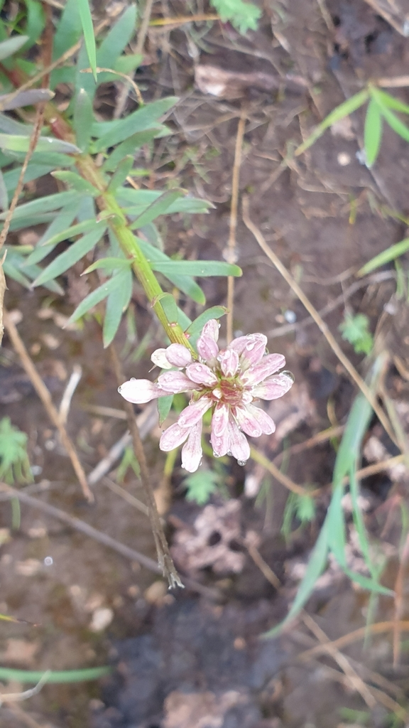 Stackhousia from Marino SA 5049, Australia on August 17, 2023 at 09:10 ...
