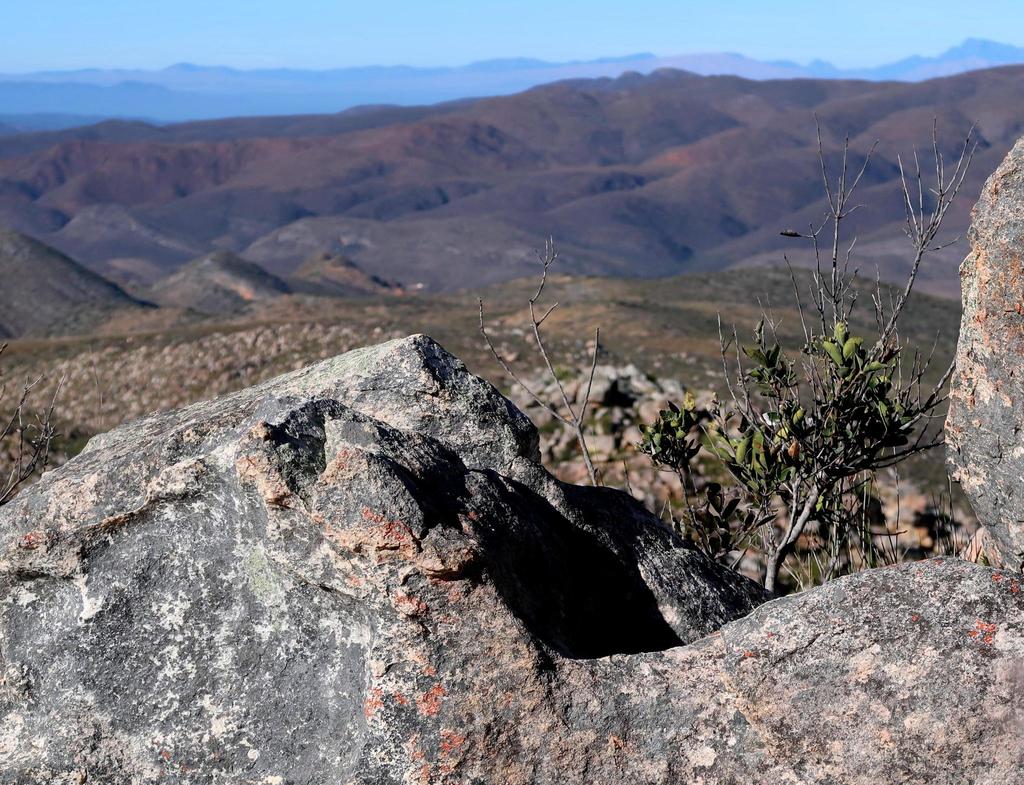 Baboon Guarri from De Hoek in the Groot Swartberg on June 16, 2017 by ...