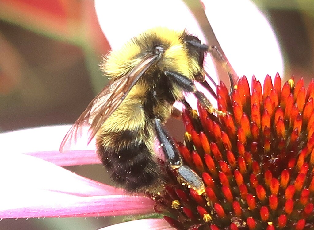 Red-belted Bumble Bee from St. Catharines, ON, Canada on August 14 ...