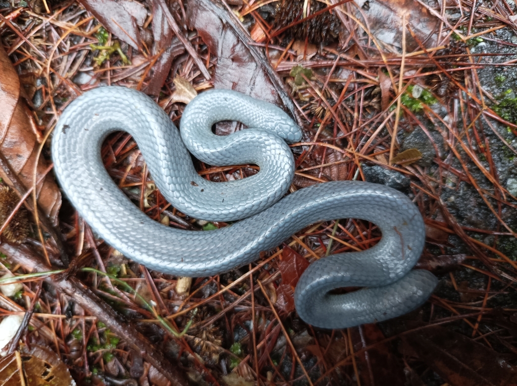 Oaxacan Dwarf Boa in August 2023 by Wouter Beukema · iNaturalist