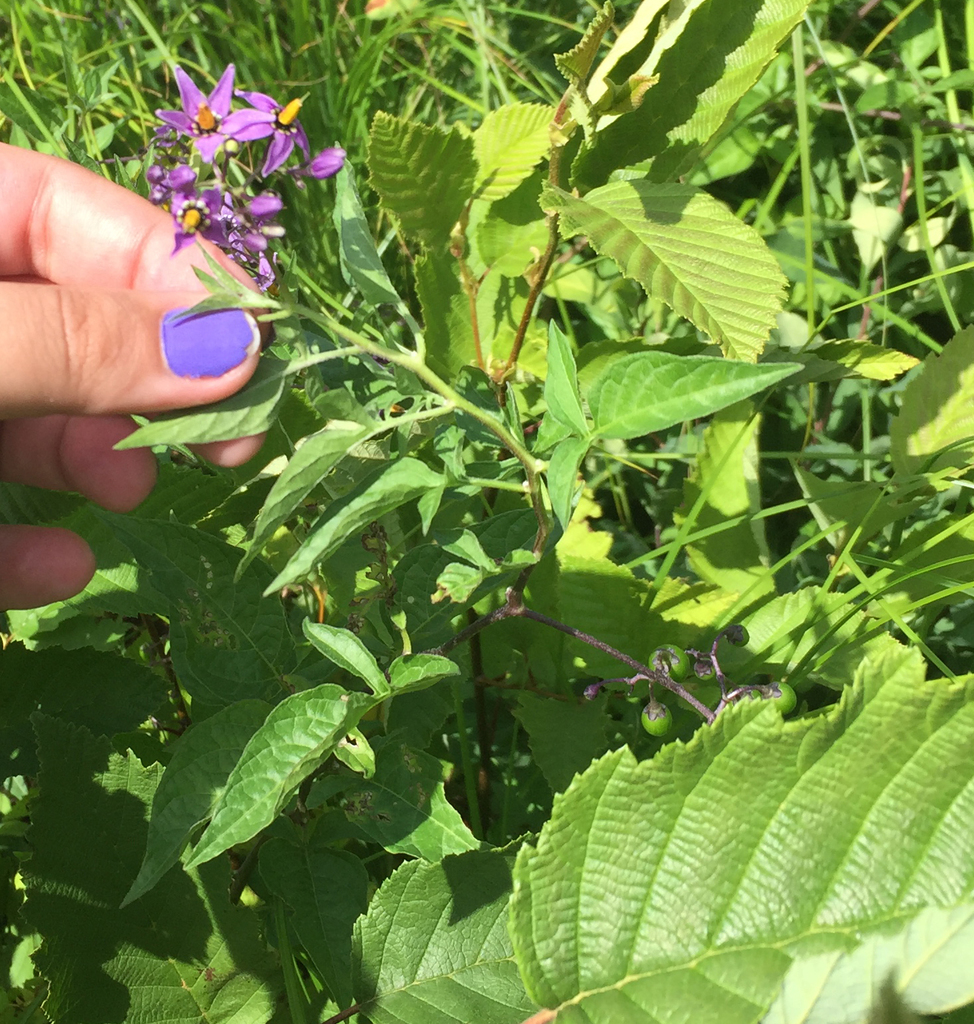 bittersweet nightshade from Langlade County, WI, USA on August 1, 2017 ...