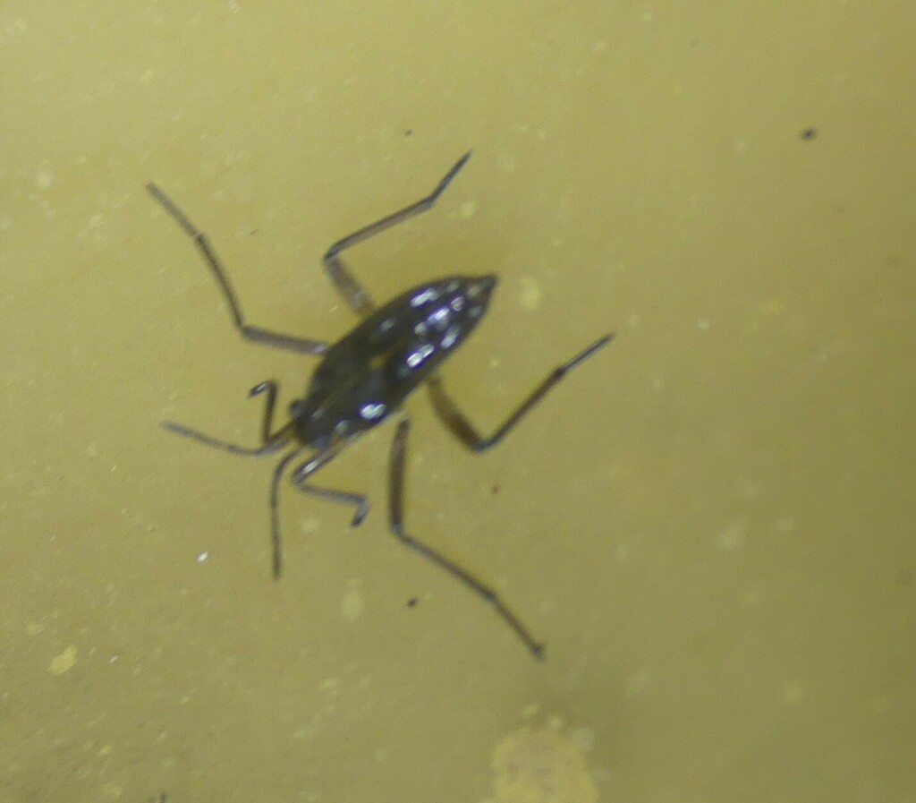 Water Crickets from 4492 Tecknau, Switzerland on August 12, 2023 at 11: ...